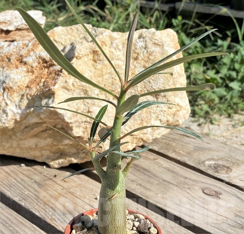 SHPR13870 Adenium somalense v. nova - Кактус онлайн