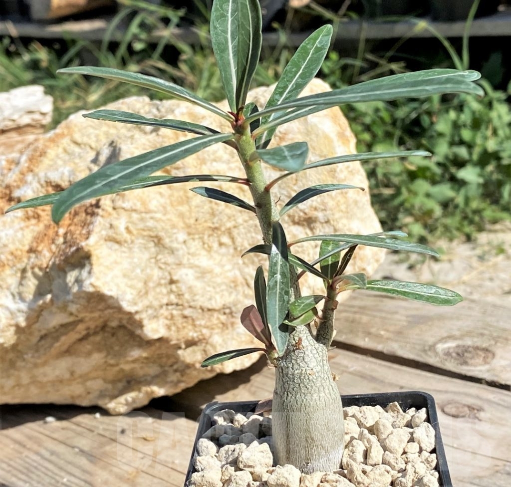 SHPR13871 Adenium somalense v. nova – Cactus-online