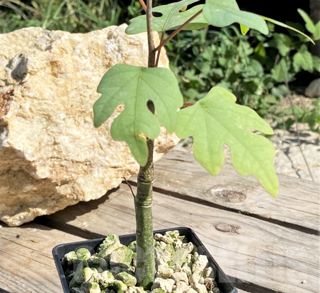 SHPR13876 Adenia olaboensis – Кактус онлайн