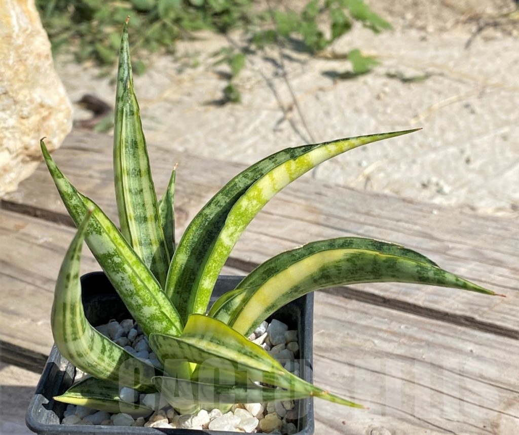 SHPR13895 Sansevieria parva hybrid f. variegata – Cactus-online