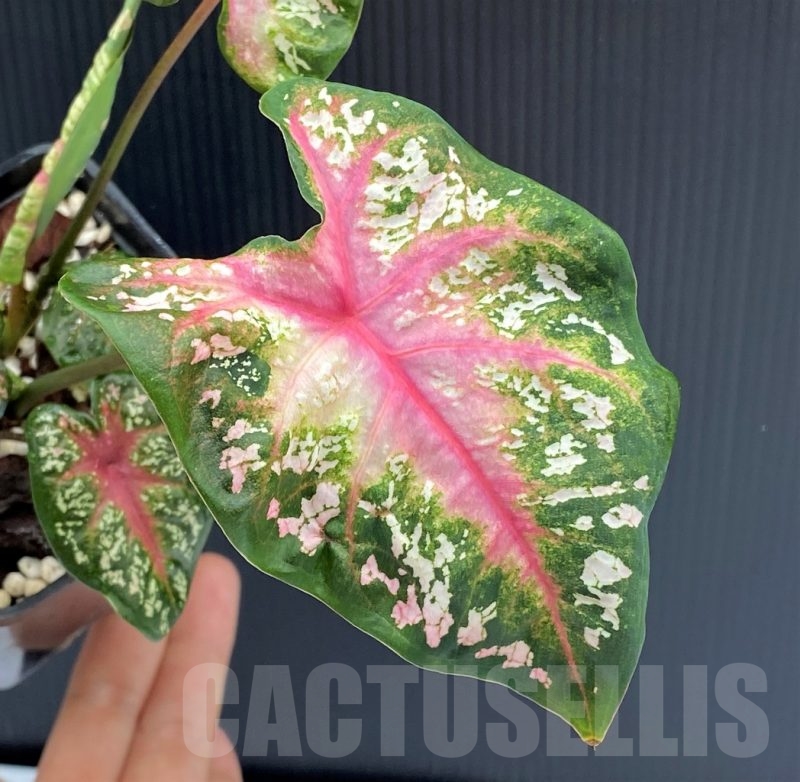 SHPR13964 Caladium Pink Beauty – Cactus-online