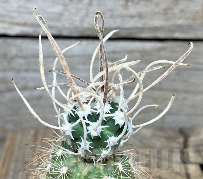 SHPR14020 Sclerocactus spinosior ssp. blainei , grafted – Cactus-online