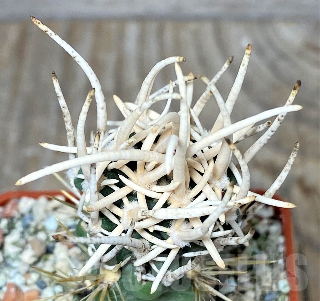 SHPR14021 Navajoa peeblesiana f. menzelii JB2 , grafted – Cactus-online