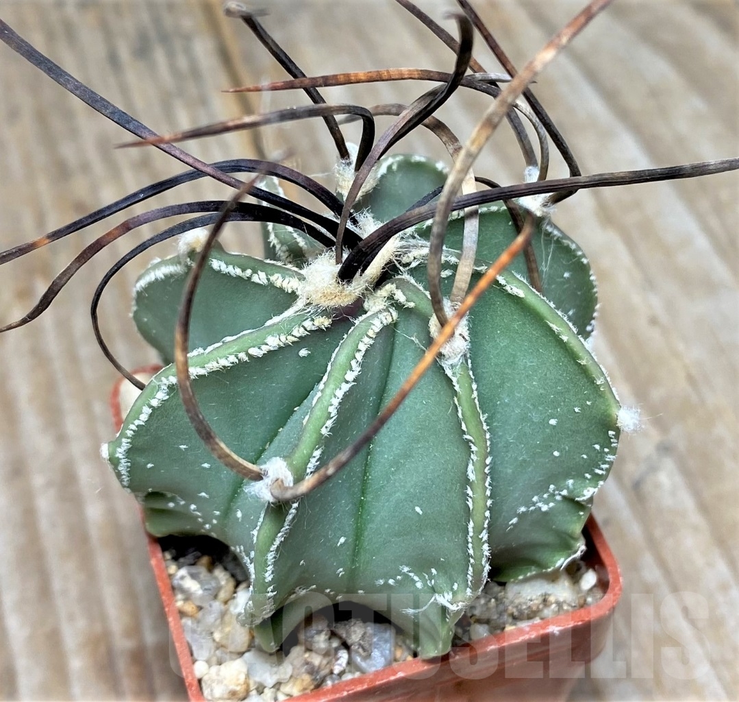 SHPR14069 Astrophytum capricorne var. crassispinum – Cactus-online