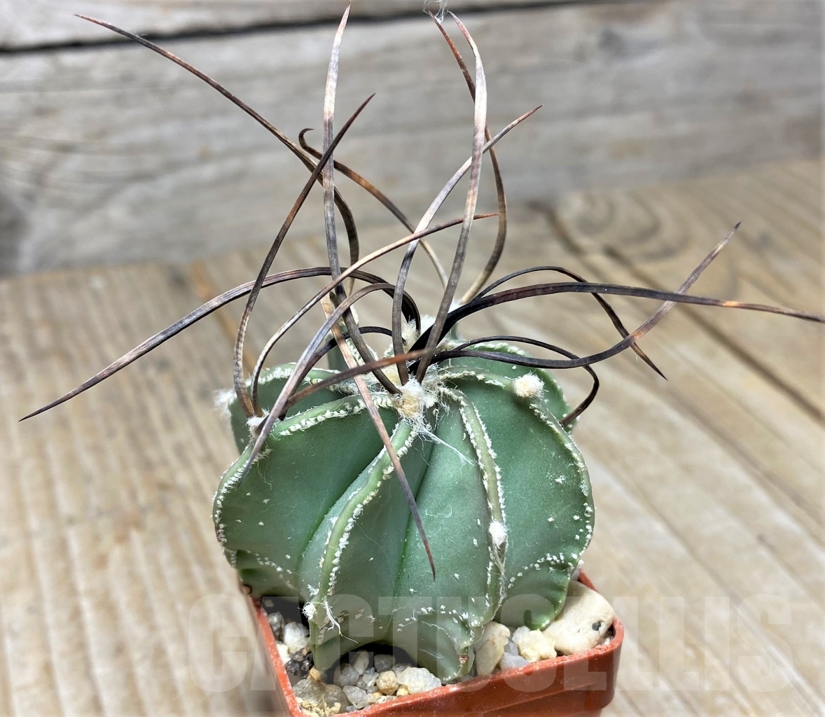 SHPR14069 Astrophytum capricorne var. crassispinum – Cactus-online