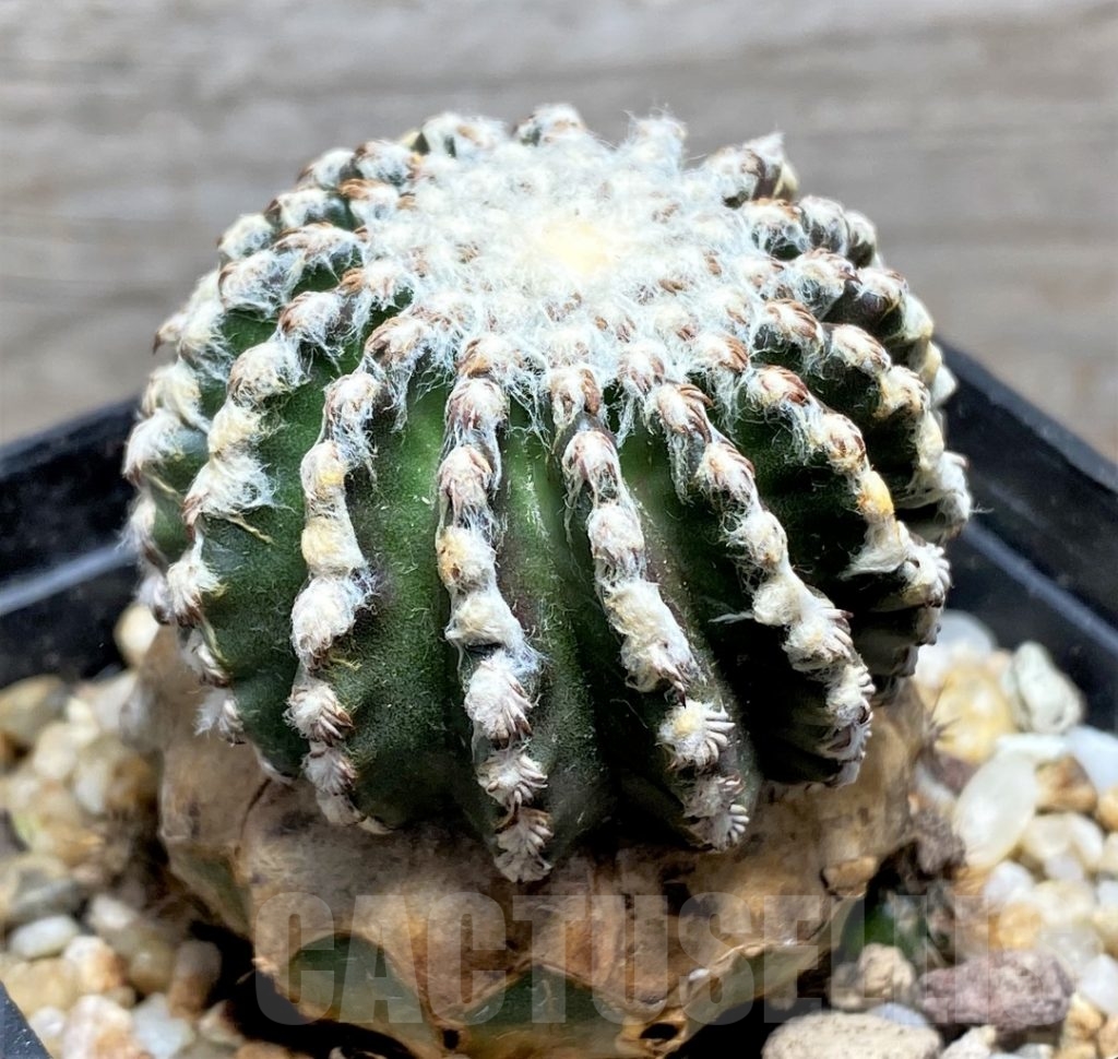 SHPR14312 Discocactus horstii, grafted - Кактус онлайн