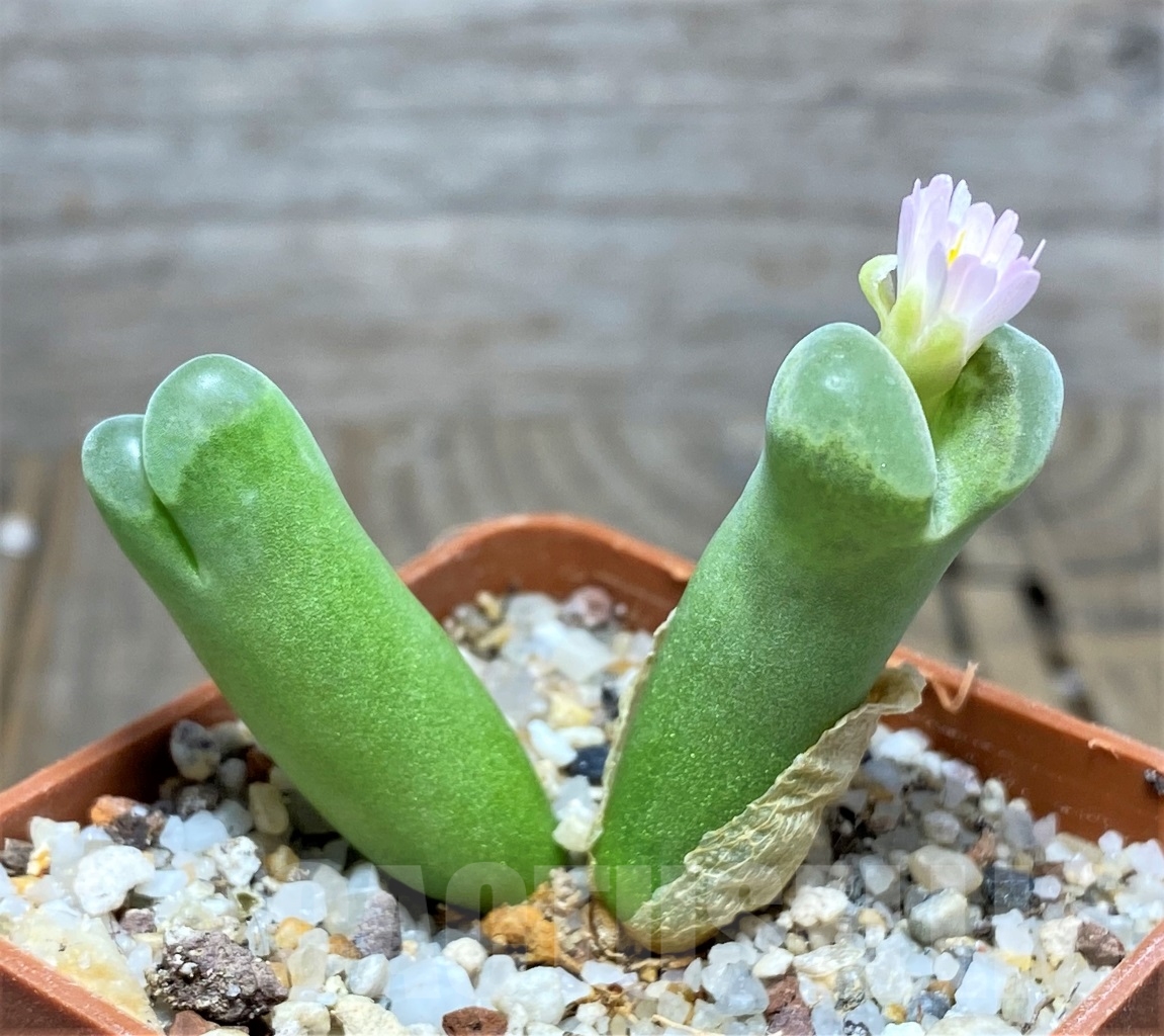 SHPR14381 Conophytum longum SB 1066 - Кактус онлайн