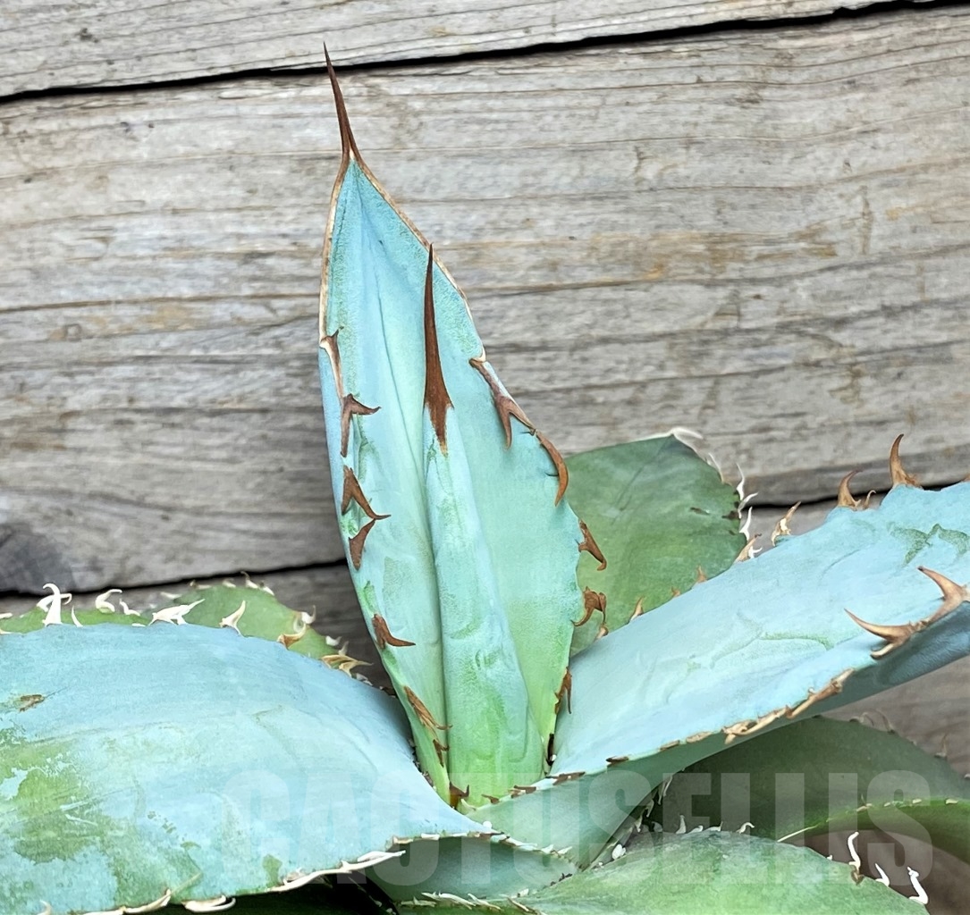 SHPR14434 Agave titanota ‘White Ice’ – Cactus-online
