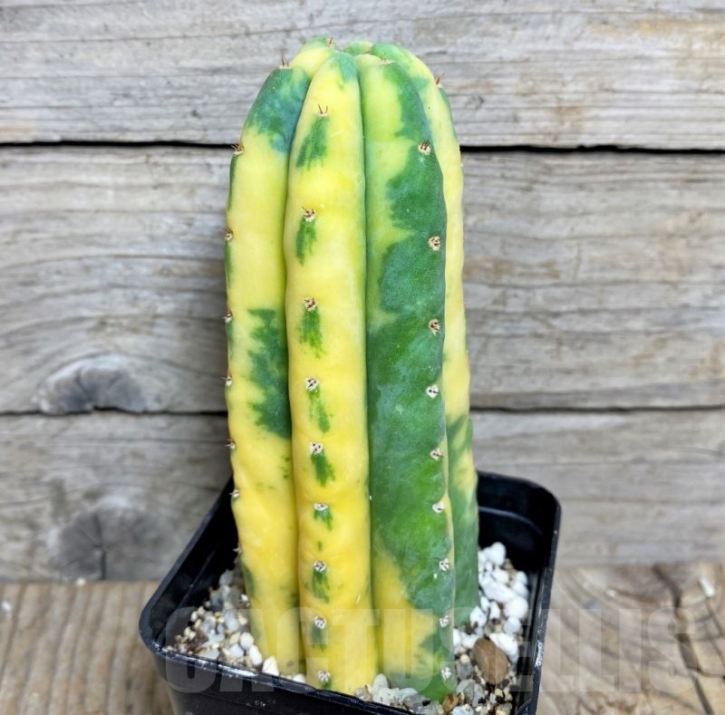 SHPR14435 Trichocereus sp. f. variegata – Cactus-online