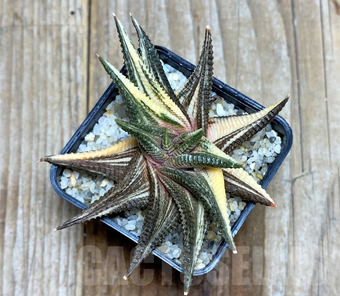 SHPR14503 Haworthia limifolia f. variegata – Cactus-online