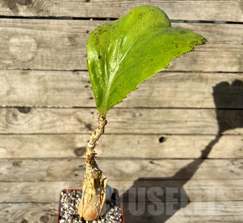 SHPR14922 Cyphostemma currorii (hybrid) – Cactus-online