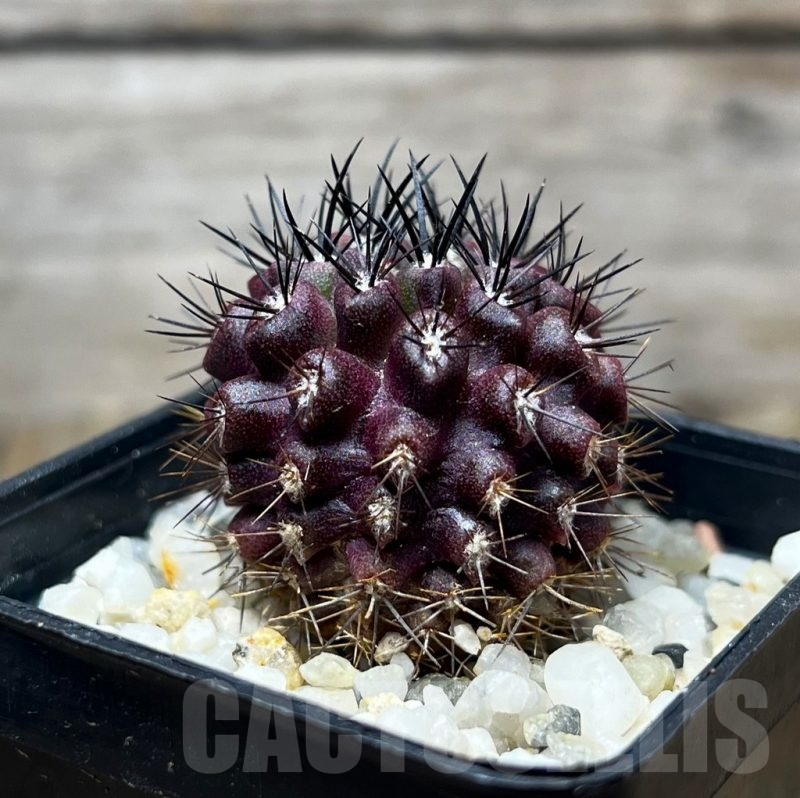 SHPR14943 Neoporteria eriocephala – Cactus-online
