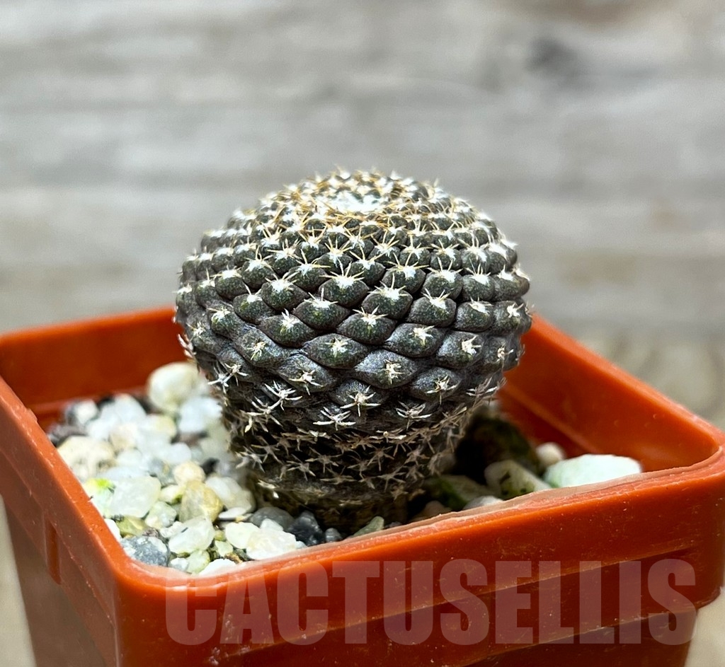 SHPR14954 Thelocephala llanensis – Кактус онлайн