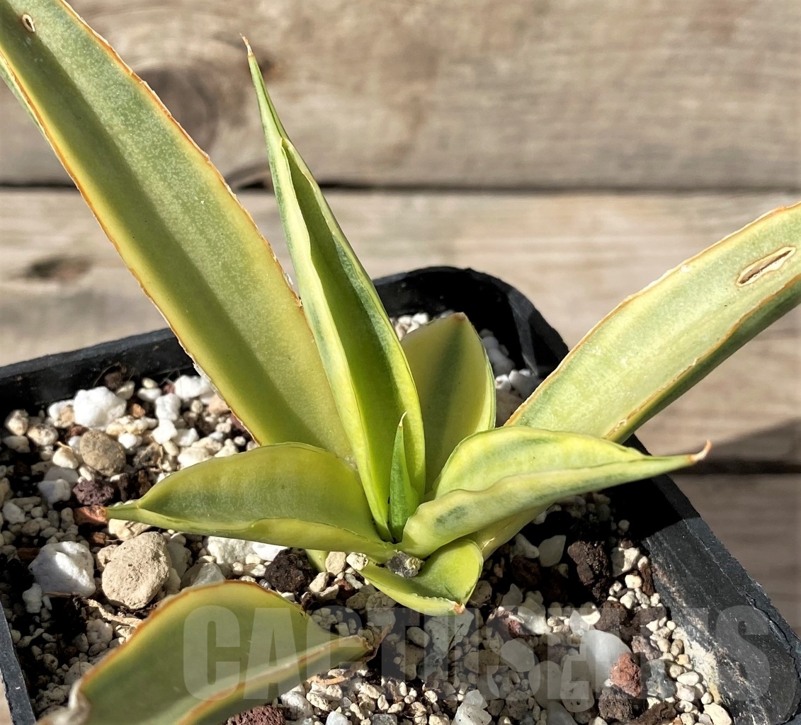SHPR14987 Sansevieria gracilis f. variegata – Cactus-online