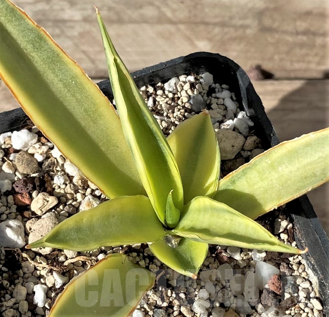 SHPR14987 Sansevieria gracilis f. variegata – Cactus-online