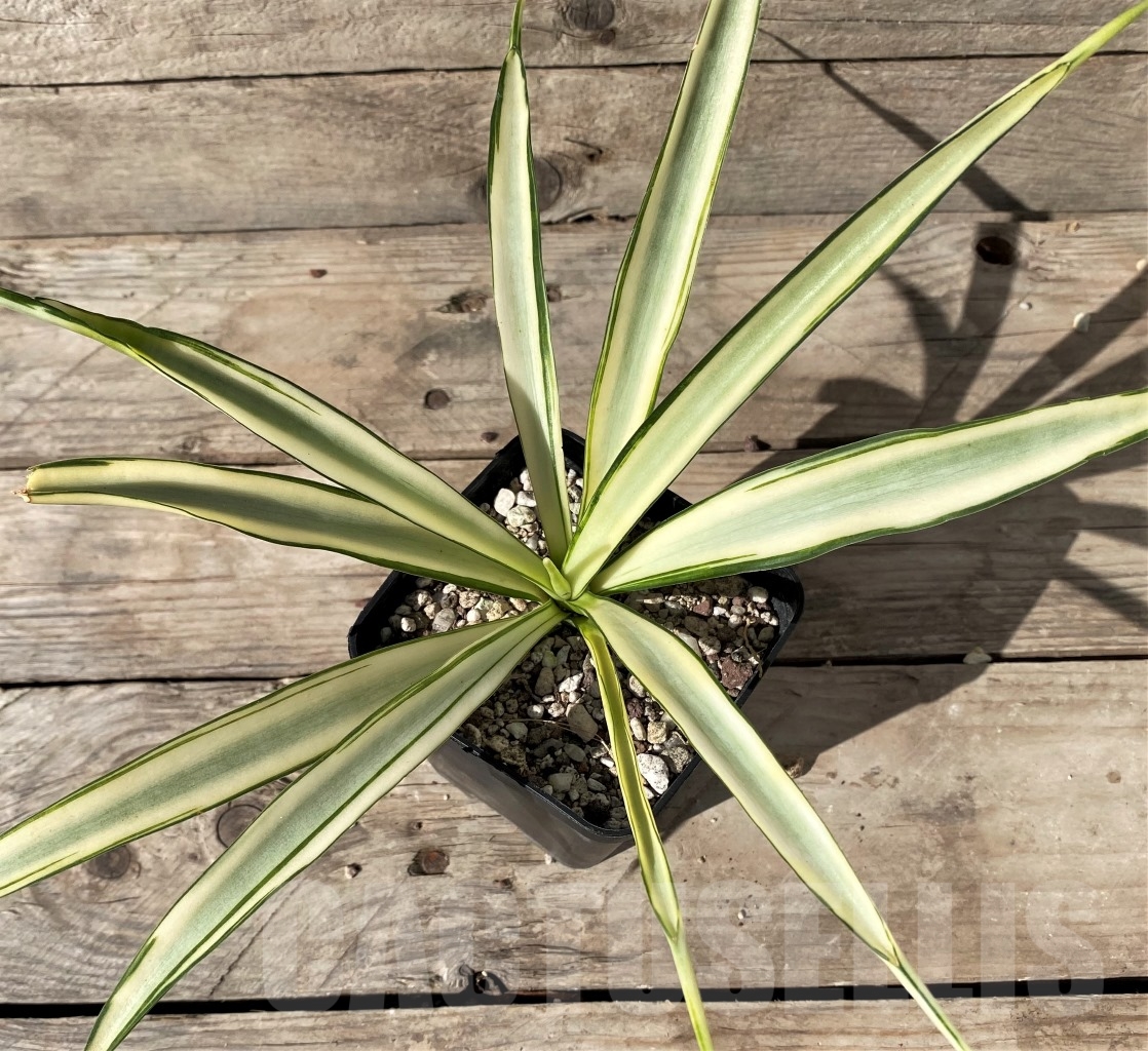 SHPR14989 Sansevieria gracilis f. variegata – Cactus-online