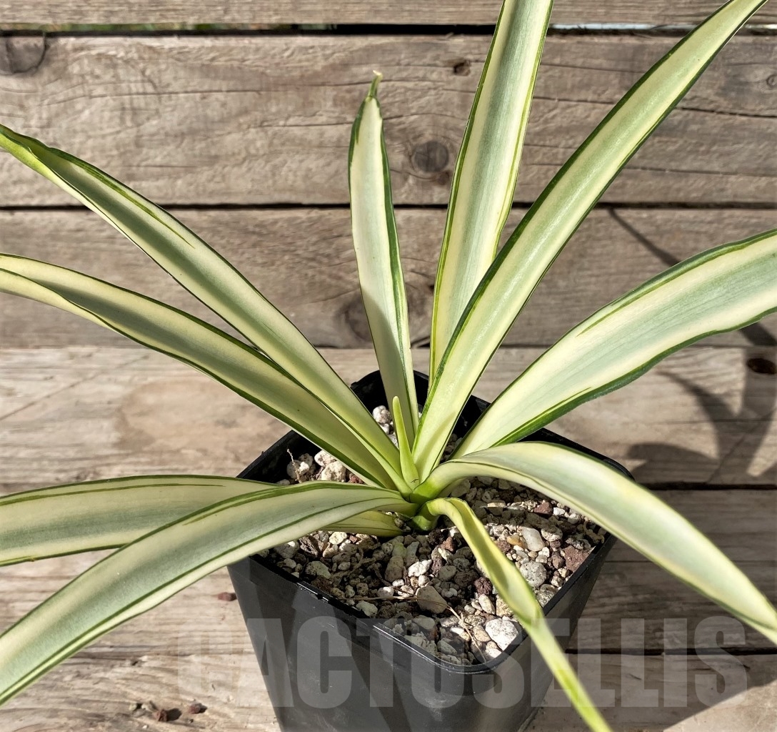 SHPR14989 Sansevieria gracilis f. variegata – Cactus-online