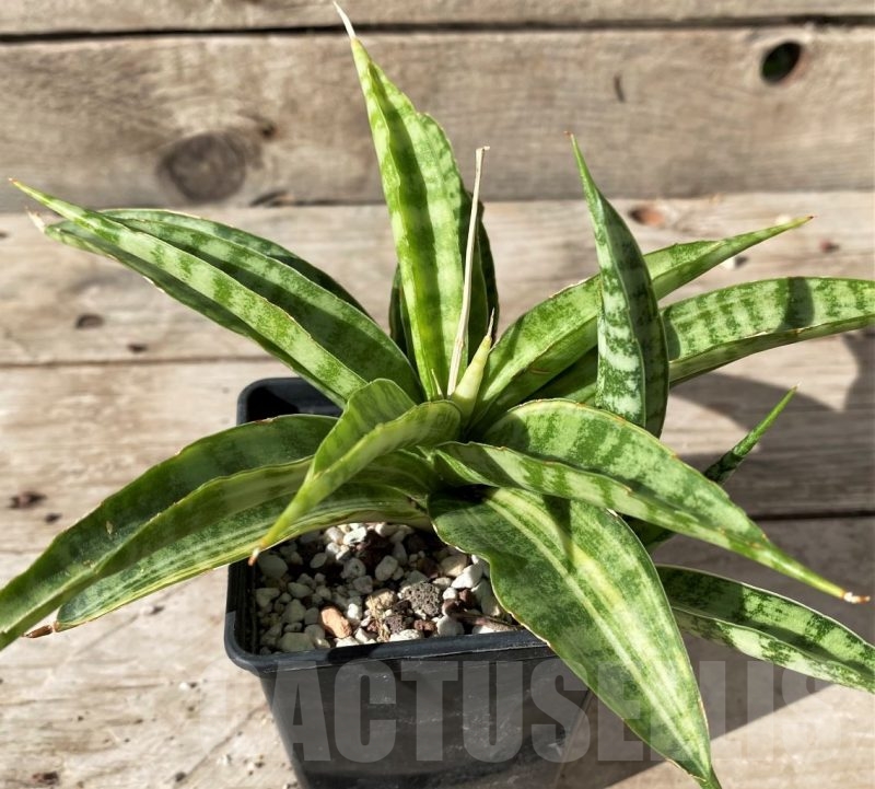 SHPR14997 Sansevieria parva hybrid f. variegata - Кактус онлайн