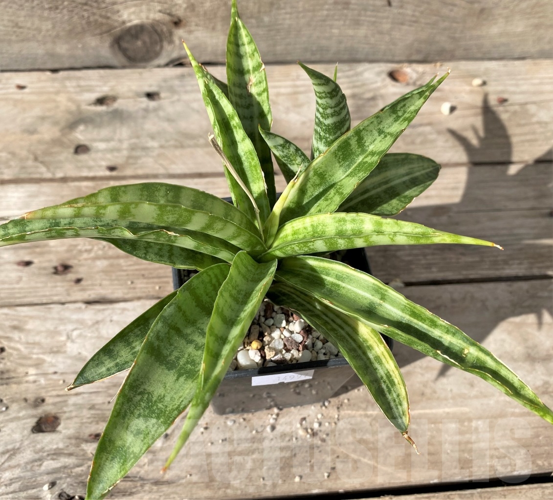 SHPR14997 Sansevieria parva hybrid f. variegata - Кактус онлайн