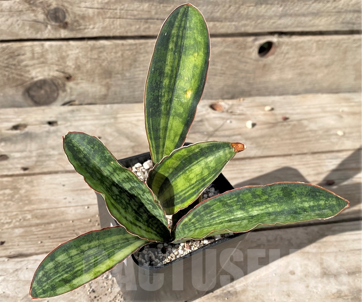 SHPR14998 Sansevieria ‘Macrophylla’ f. variegata – Cactus-online