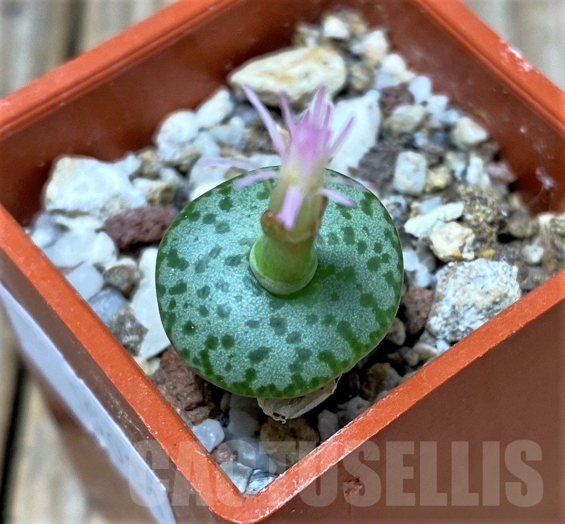 SHPR15031 Conophytum obcordellum -Blinkwater- – Cactus-online