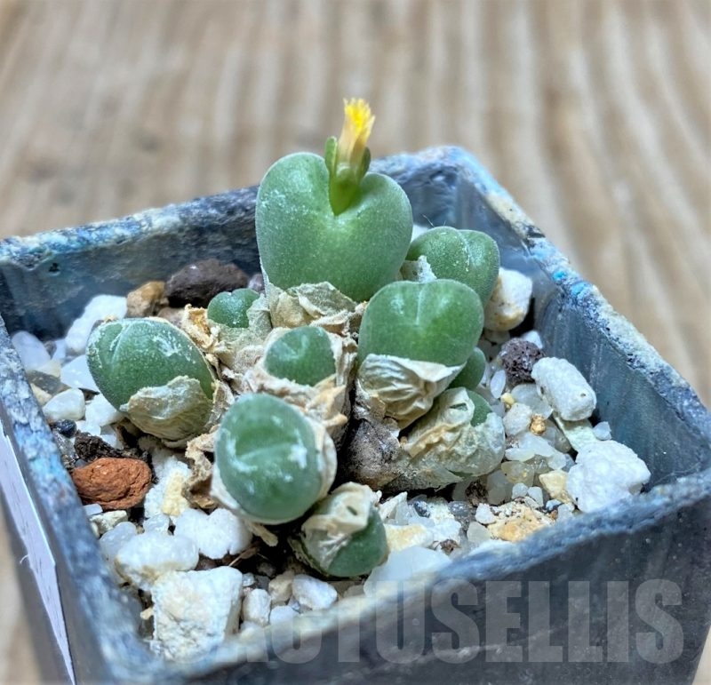 SHPR15040 Conophytum hians – Cactus-online