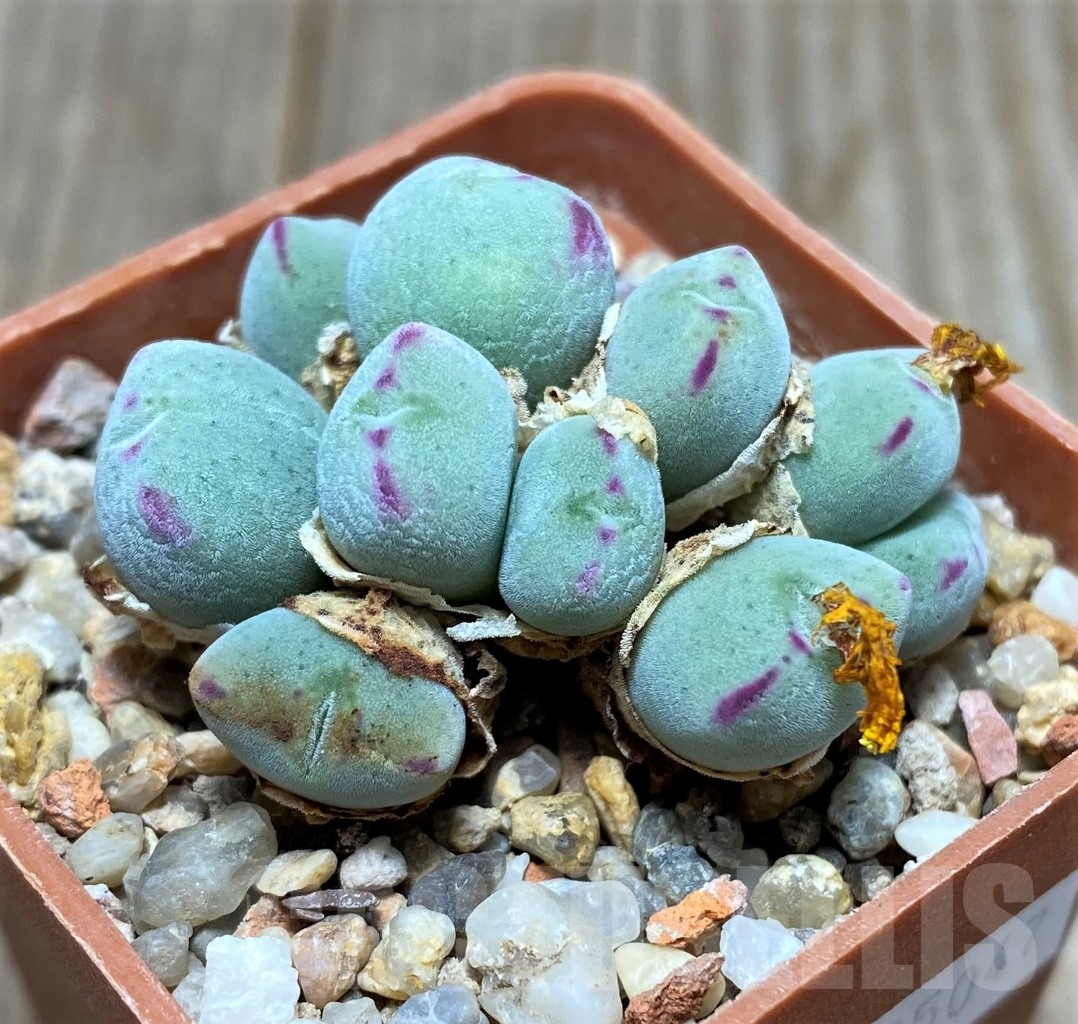 SHPR15047 Conophytum aff. chauviniae – Cactus-online