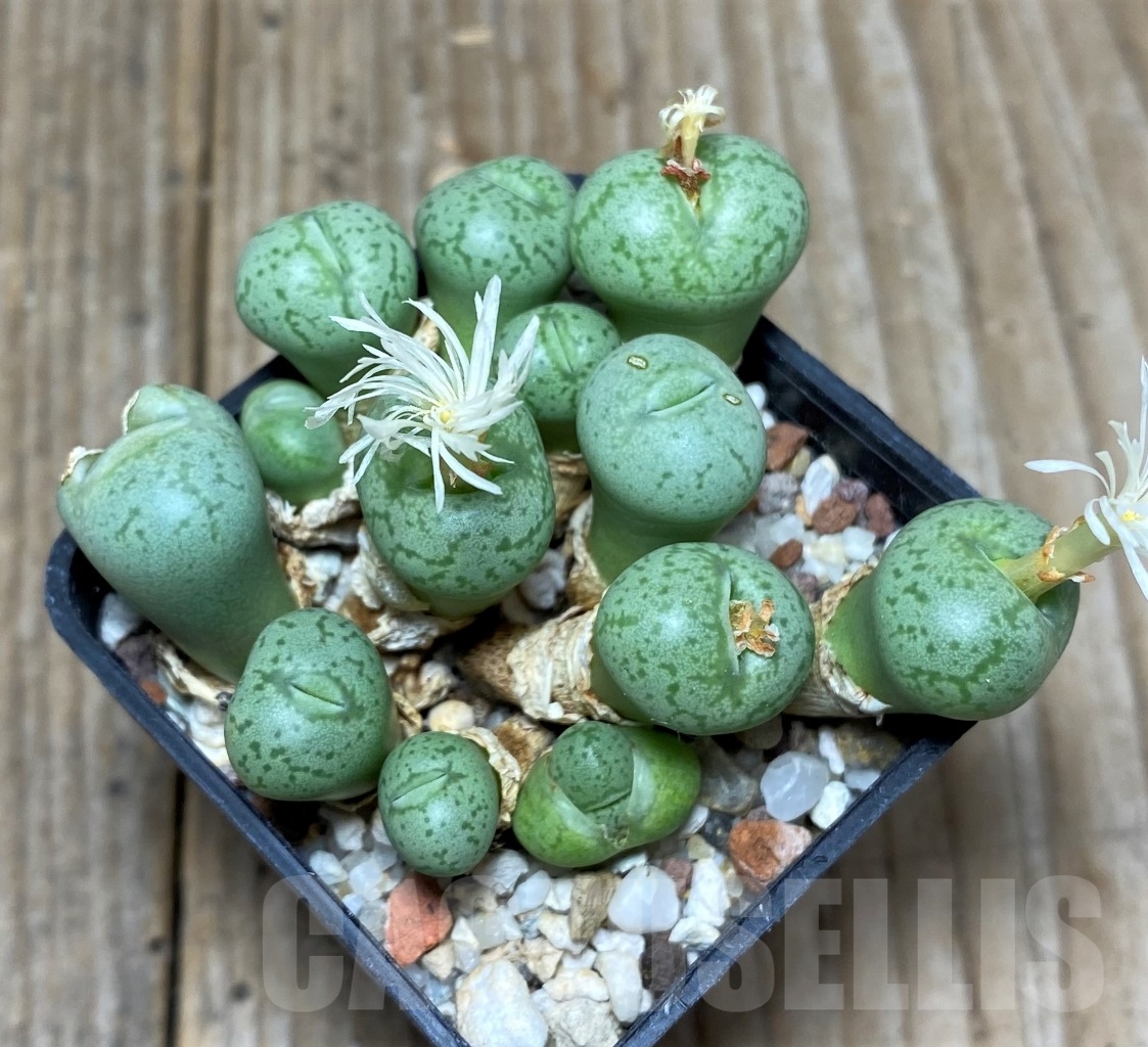 SHPR15050 Conophytum obcordellum 'Lambertense' - Cactus-online