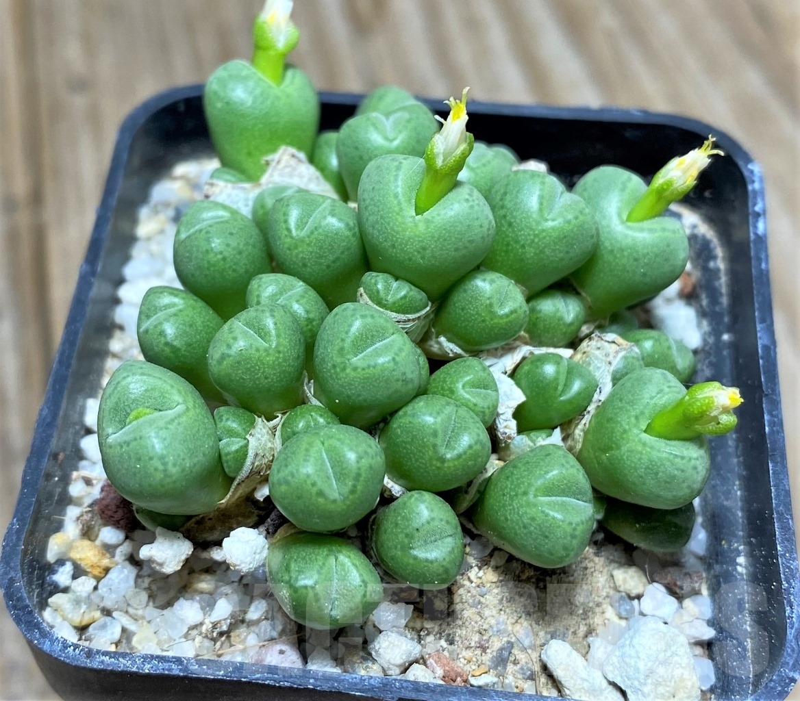 SHPR15053 Conophytum saxetanum ‘Grassneri’ SB 786 -Holgat- – Cactus-online