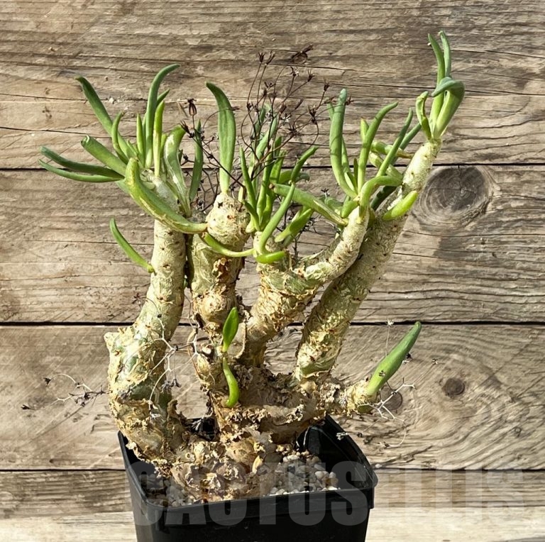 SHPR15248 Tylecodon reticulatus – Cactus-online