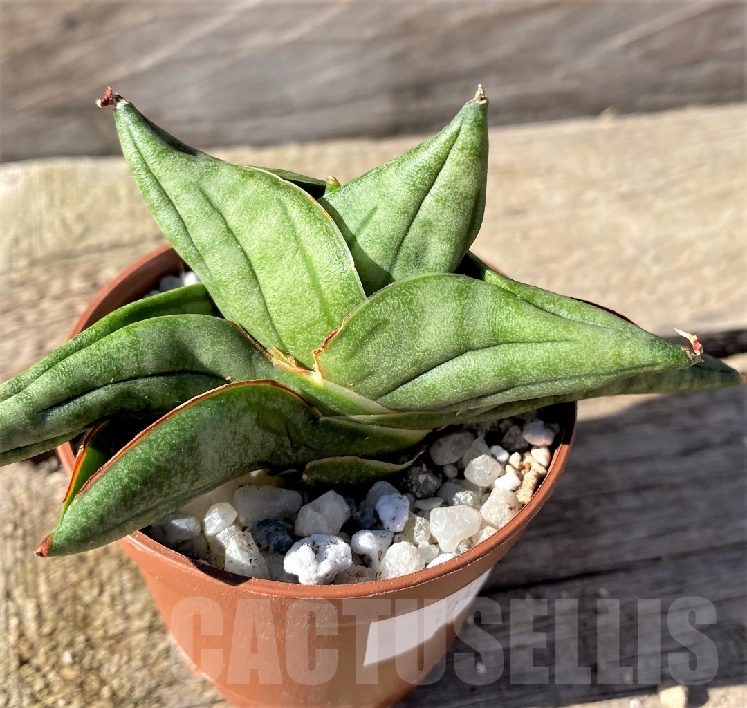 SHPR15454 Sansevieria hybrid vienna - Кактус онлайн
