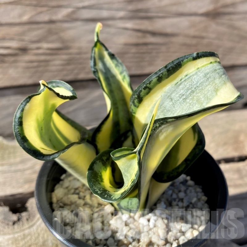 Care about caudex plants – Cactus-online
