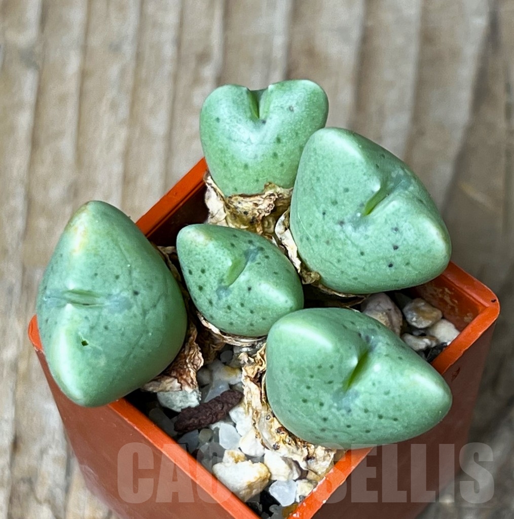 SHP15669 Conophytum quaesitum - Кактус онлайн