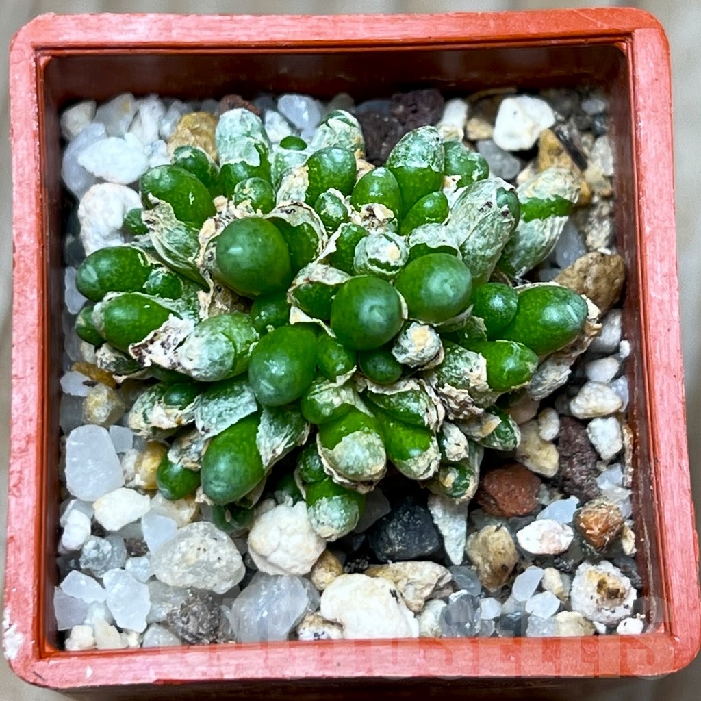 SHP15692 Conophytum saxetanum – Кактус онлайн