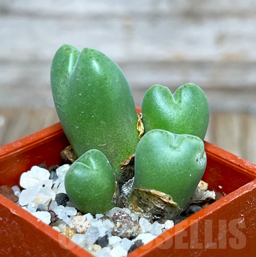 SHP15711 Conophytum klinghardtense ssp. baradii - Кактус онлайн