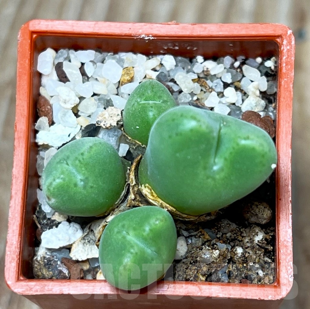 SHP15711 Conophytum klinghardtense ssp. baradii - Кактус онлайн