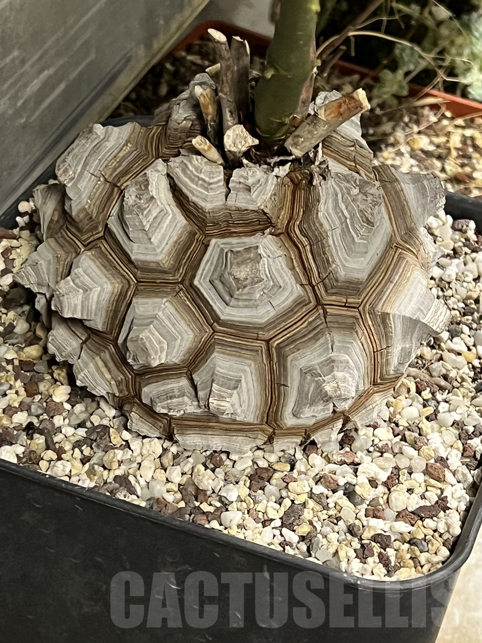 Care about caudex plants – Cactus-online