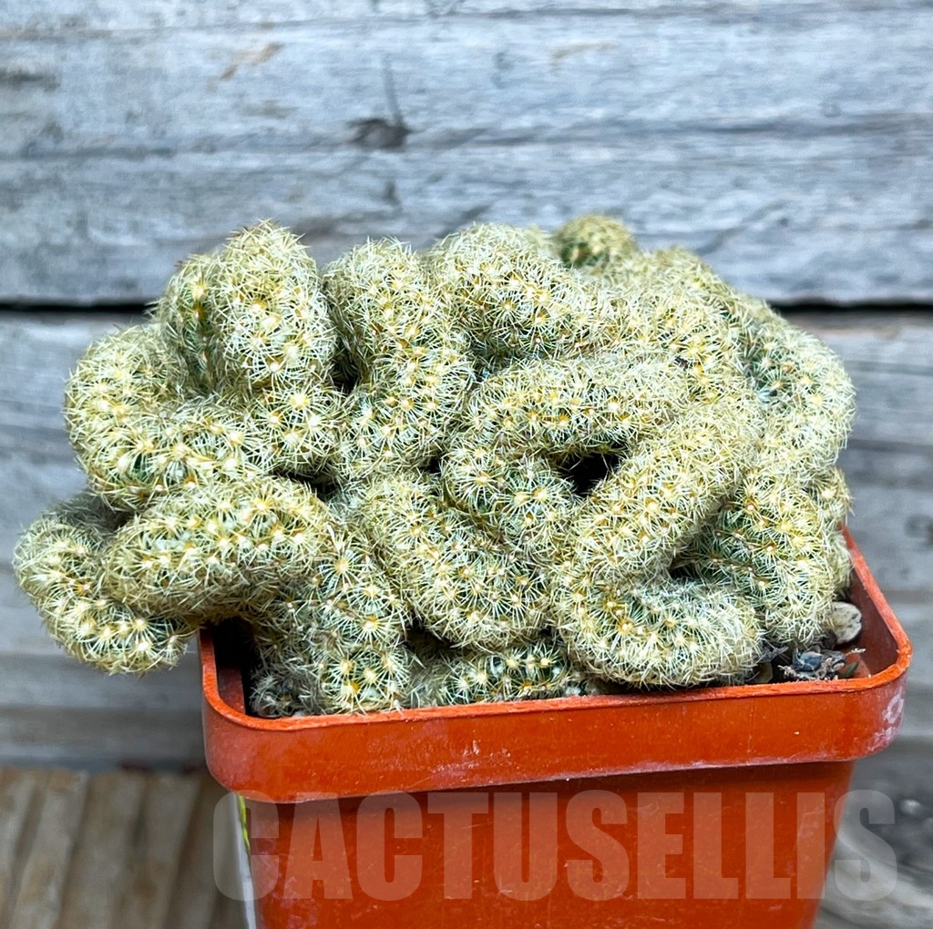 SHPR15929 Mammillaria elongata f. cristata – Cactus-online