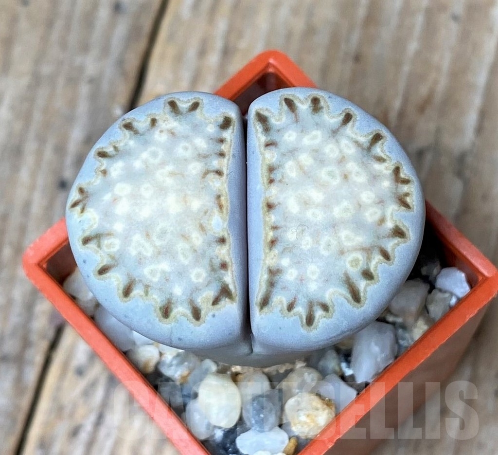SHPR15967 Lithops julii ssp. fulleri C 024 – Кактус онлайн