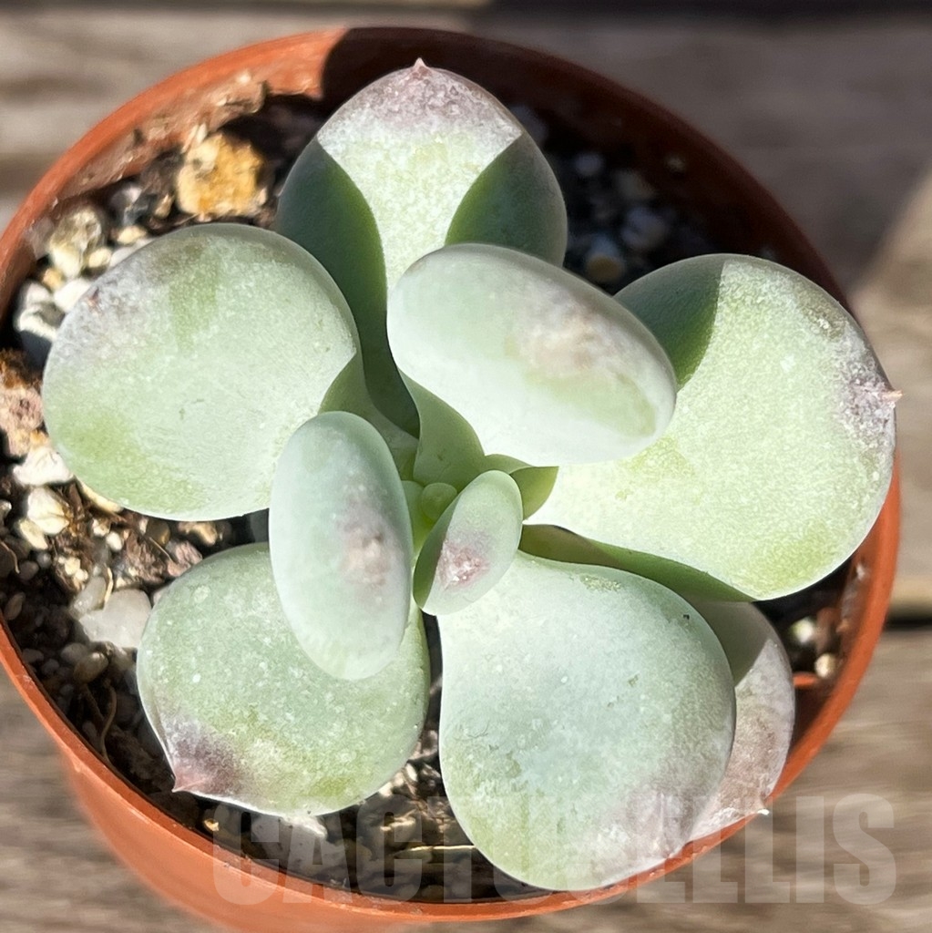 SHPR16211 Pachyphytum 'Dr. Cornelius' - Кактус онлайн