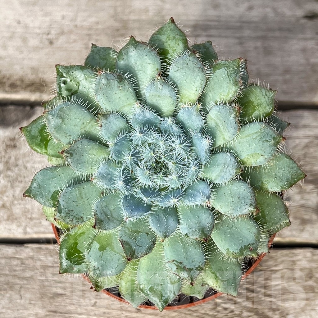 SHPR16216 Echeveria setosa x rundelli - Кактус онлайн
