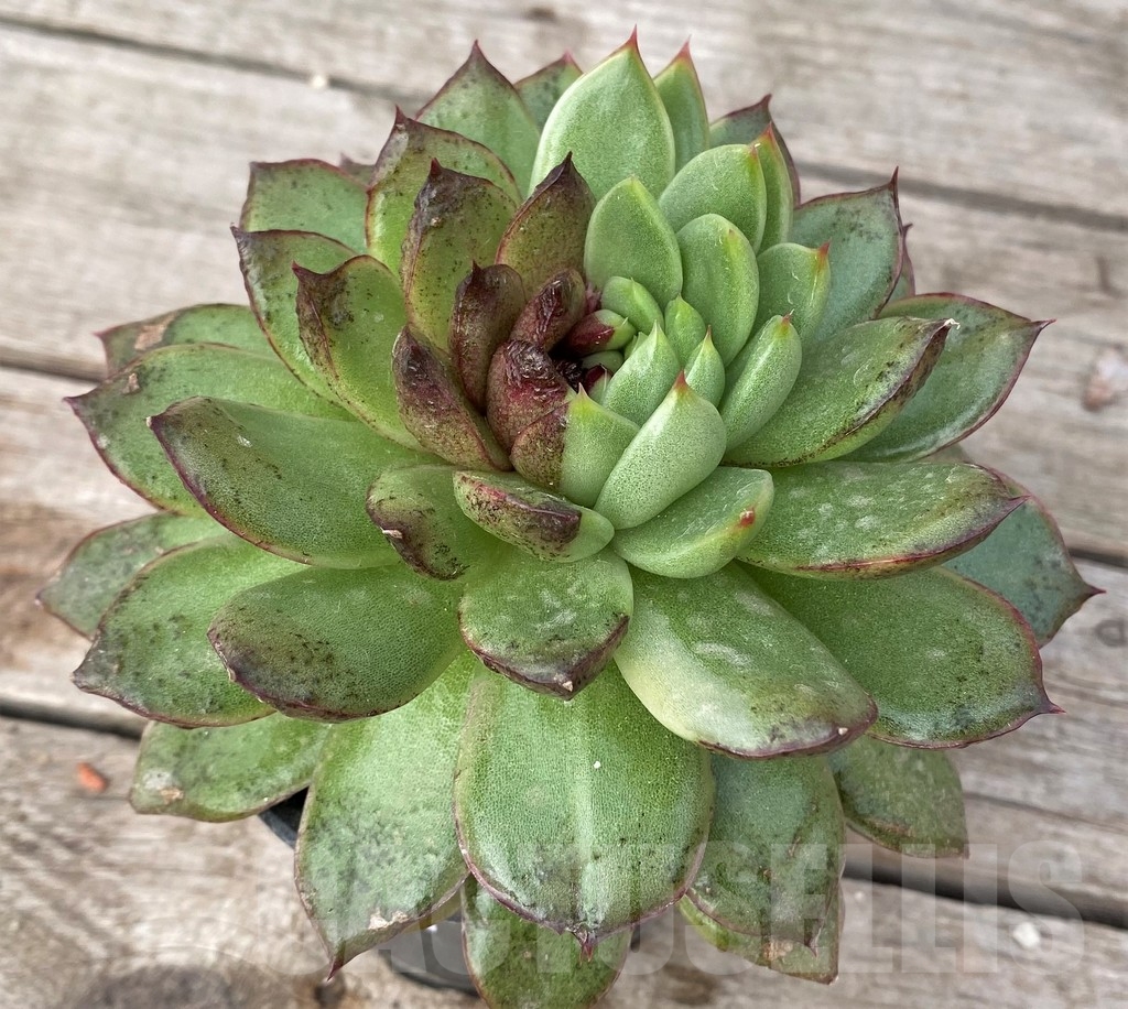 SHPR16233 Echeveria ‘Black rose’ – Кактус онлайн