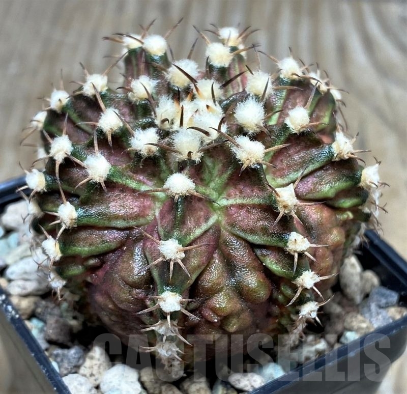 SHPR16622 Gymnocalycium mihanovichii T-rex – Cactus-online
