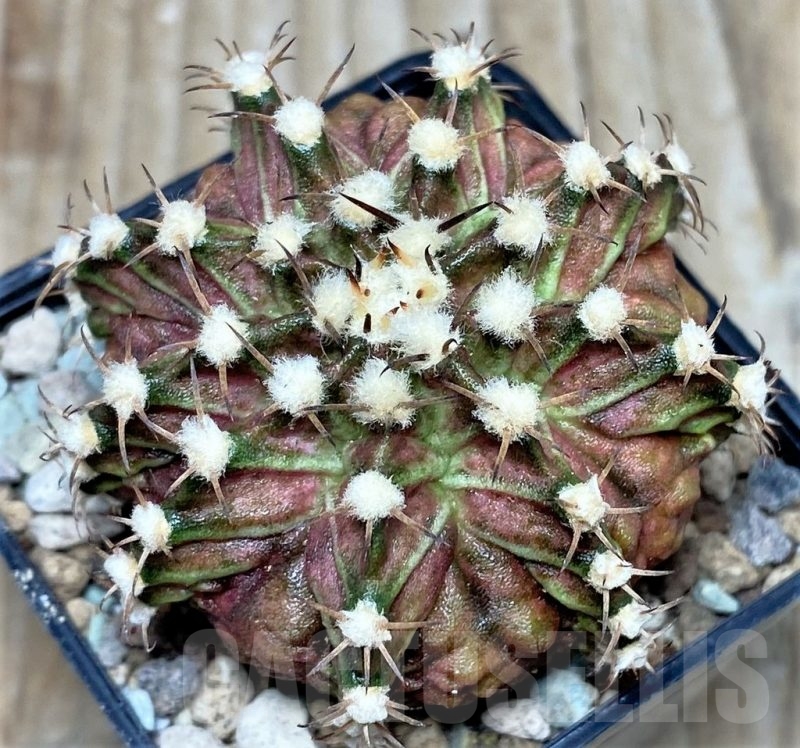 SHPR16622 Gymnocalycium mihanovichii T-rex – Cactus-online