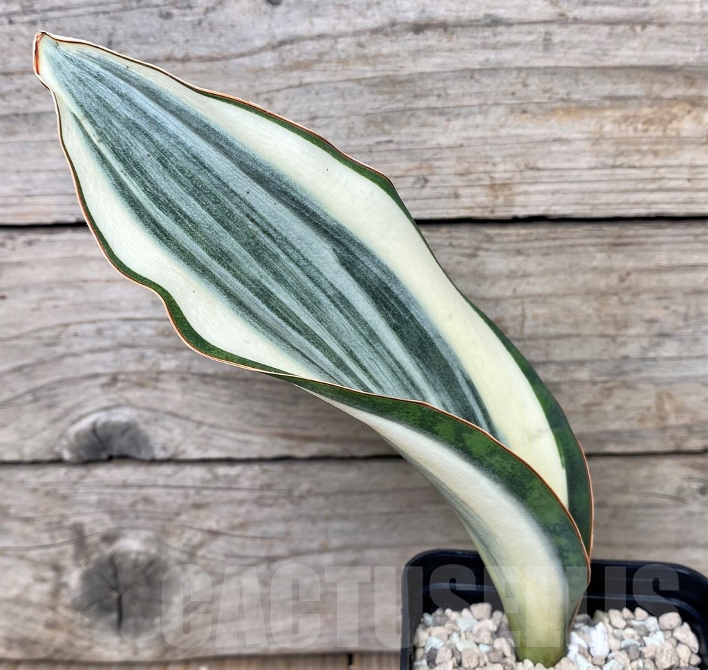 SHPR17033 Sansevieria masoniana f. variegata – Cactus-online
