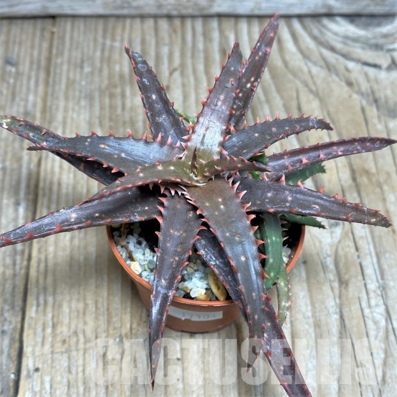 SHPR17104 Aloe bakeri hybrid - Кактус онлайн