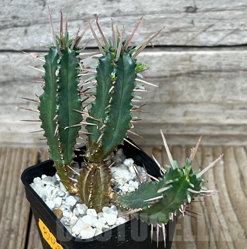SHPR17612 Euphorbia ferox – Cactus-online