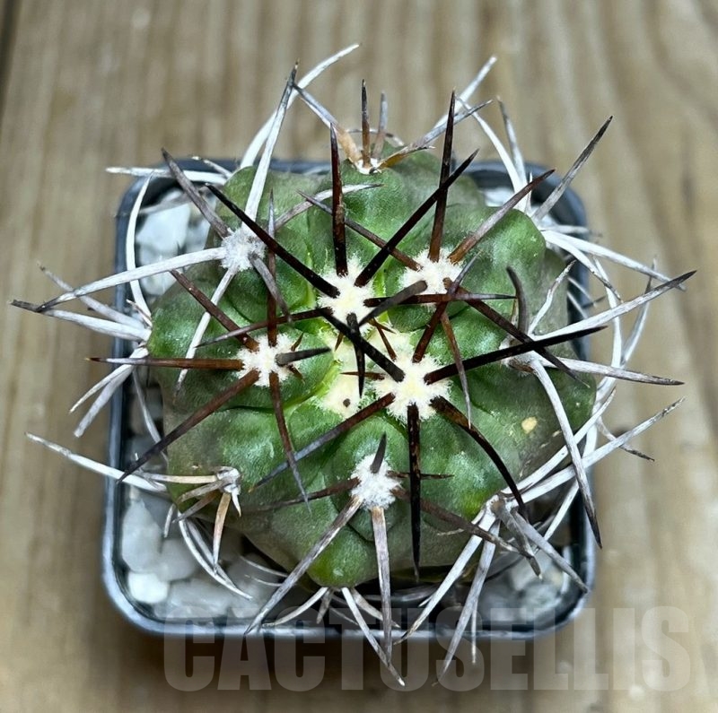 Copiapoa Bridgesii Plant | Cactus-Online