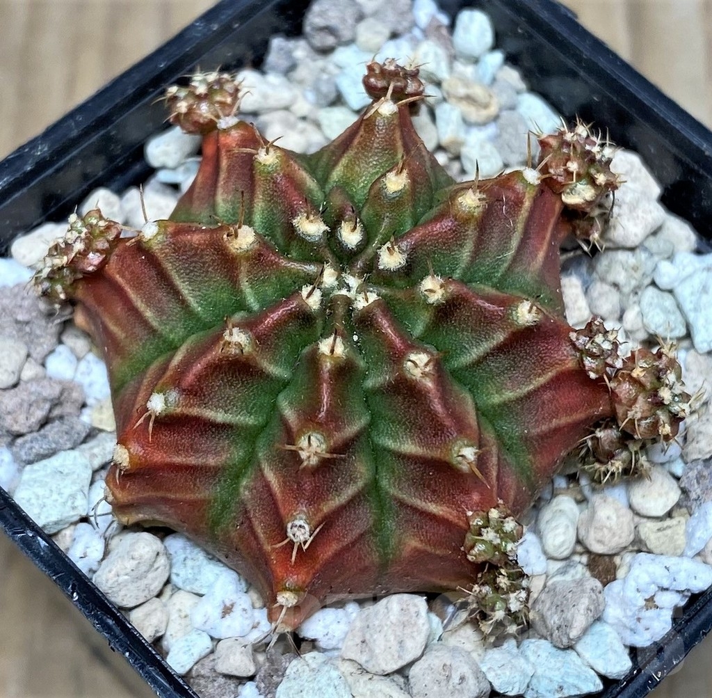 SHPR18019 Gymnocalycium mihanovichii 'Sila manee' - Кактус онлайн