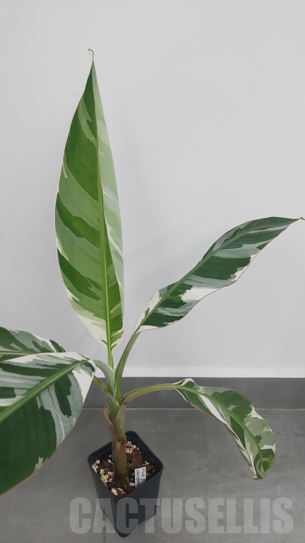 LAB001 Musa Florida variegated – Cactus-online